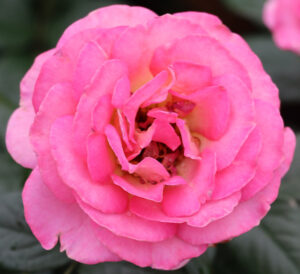 Julie Andrews Rose | Calloway's Nursery