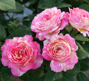 Marc Chagall™ Rose | Calloway's Nursery