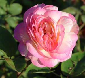 Marc Chagall™ Rose | Calloway's Nursery