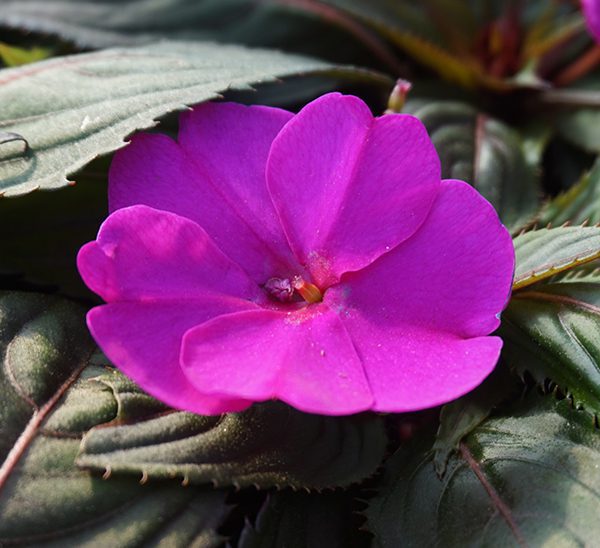 SunPatiens® | Calloway's Nursery