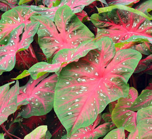 Caladium | Calloway's Nursery