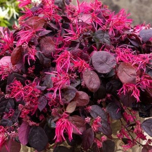 Shrubs : Plants & Flowers | Calloway's Nursery | Cornelius