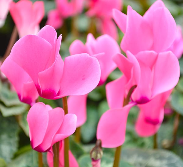Cyclamen | Calloway's Nursery