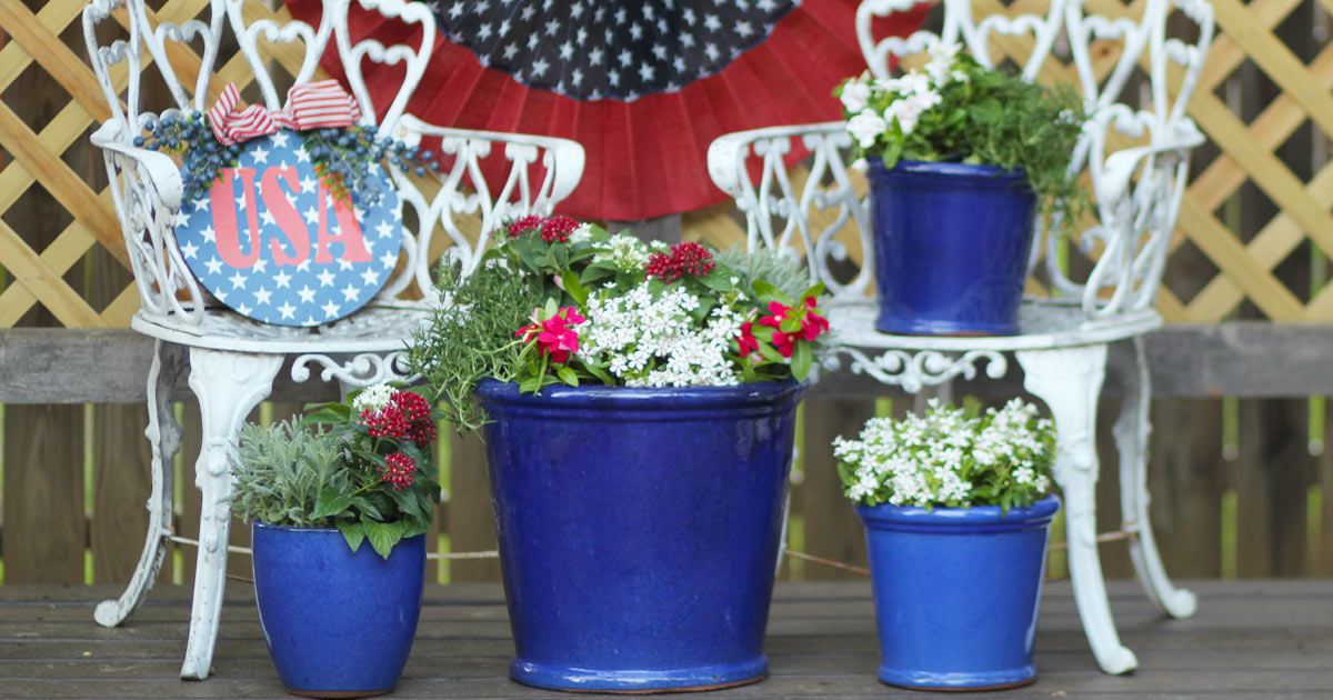 Star-Spangled Flowers for the Fourth of July | Calloway’s Nursery
