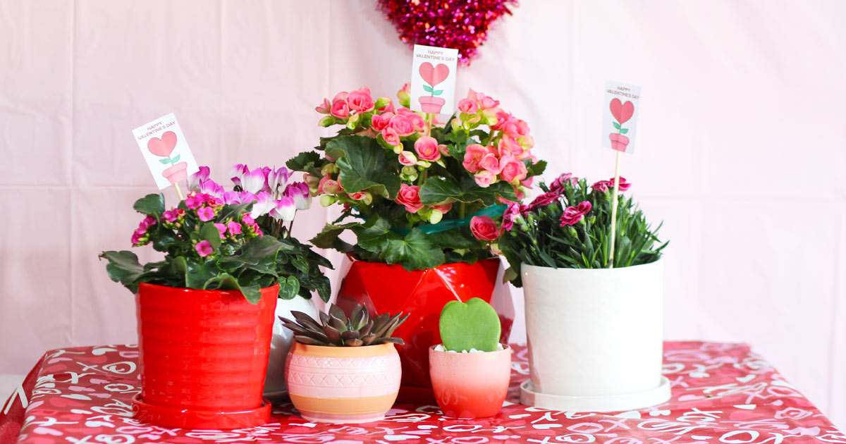 Celebrate Valentine’s Day with Plants | Calloway’s Nursery
