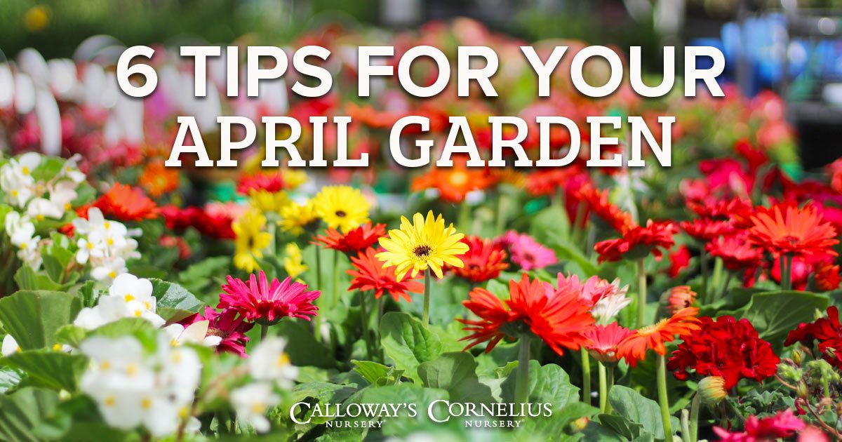 6 Tips for your April Garden | Calloway’s Nursery