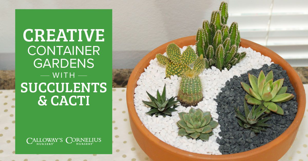 Creative Container Gardens with Succulents & Cacti