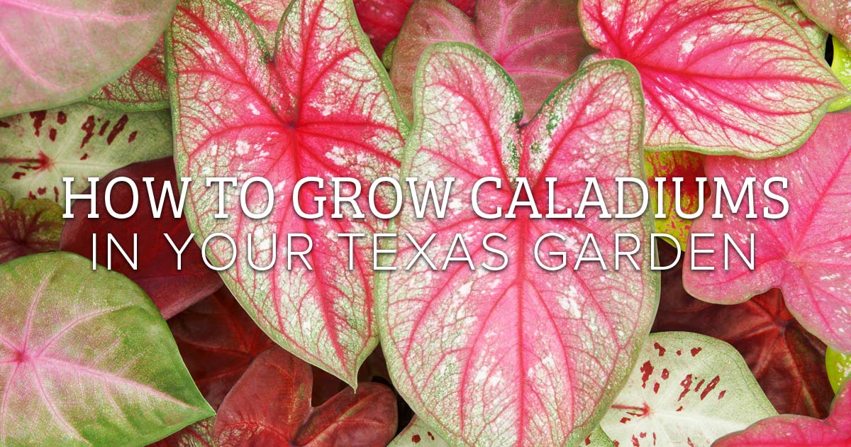 How to Grow Caladiums in your Texas Garden