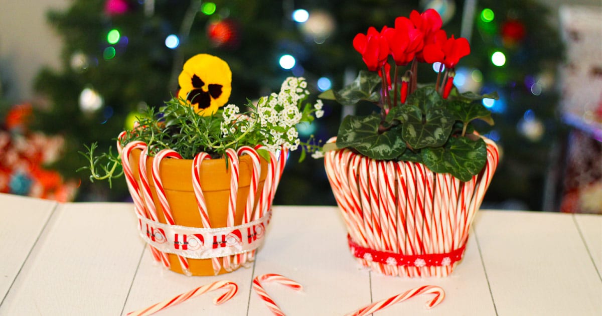 Candy Cane Container Garden Gift Ideas