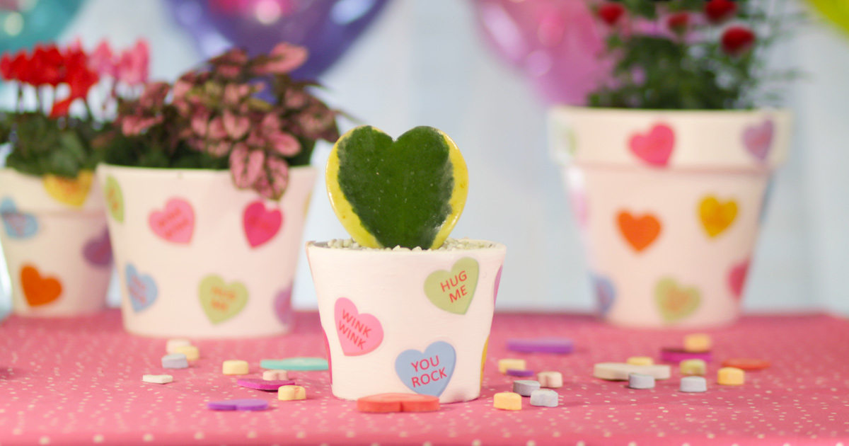 DIY Candy Heart Planters for Valentine’s Day | Calloway’s Nursery