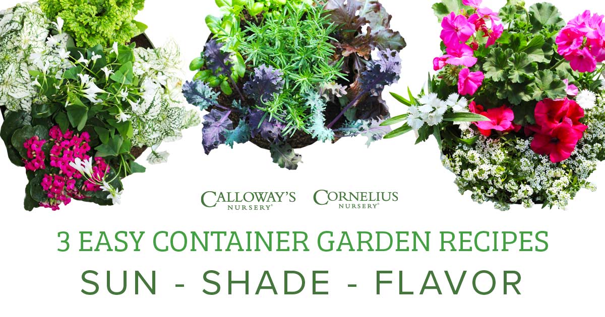 3 Easy Container Garden Recipes to Plant Now