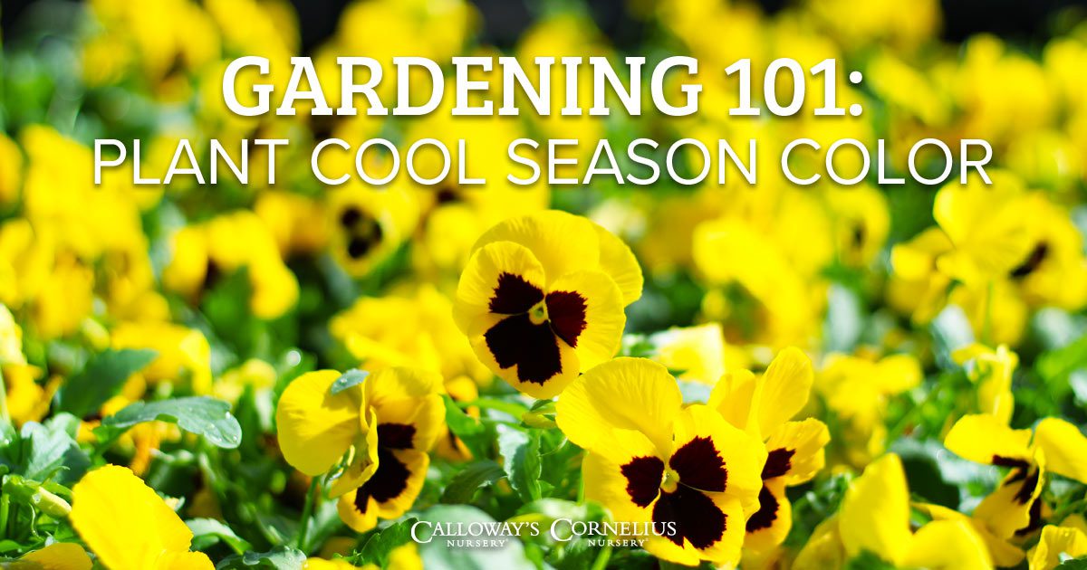 Gardening 101: Plant Cool Season Color | Calloway’s Nursery
