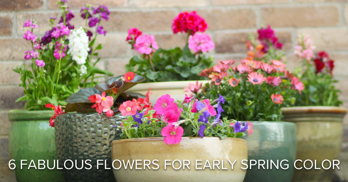 6 Fabulous Flowers for Early Spring Color | Calloway's Nursery