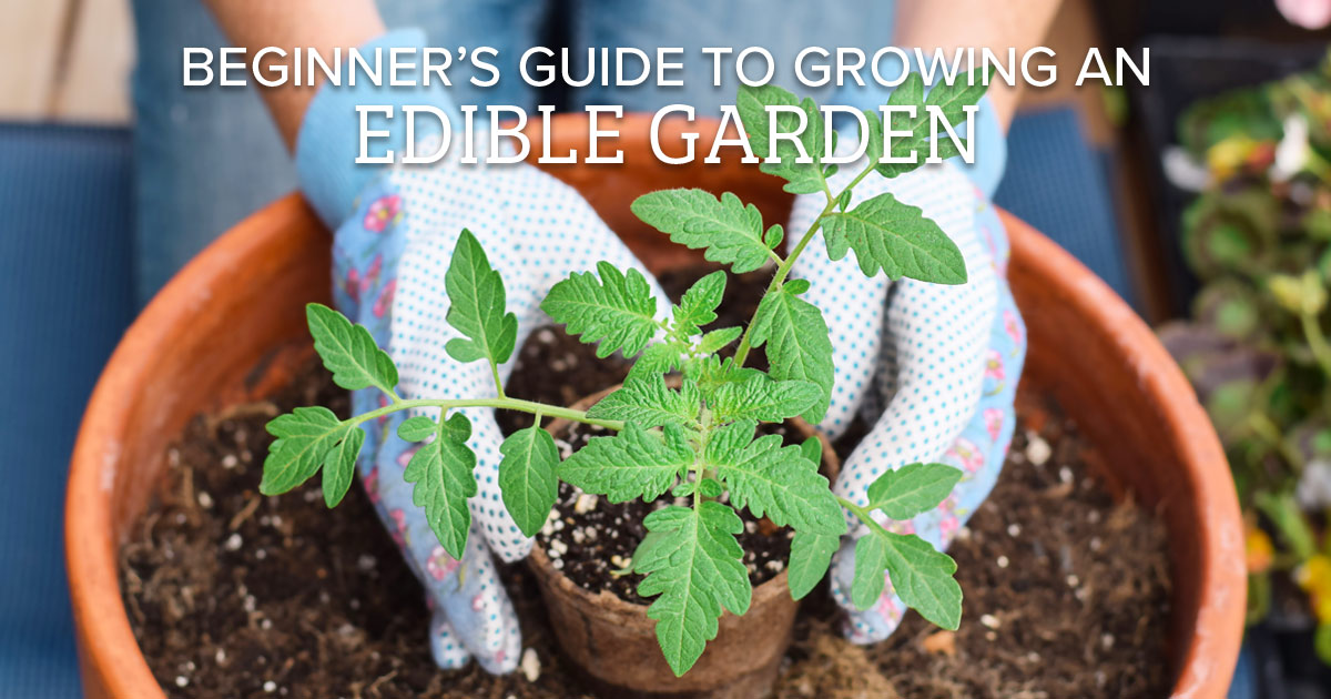 Beginner’s Guide to Growing an Edible Garden