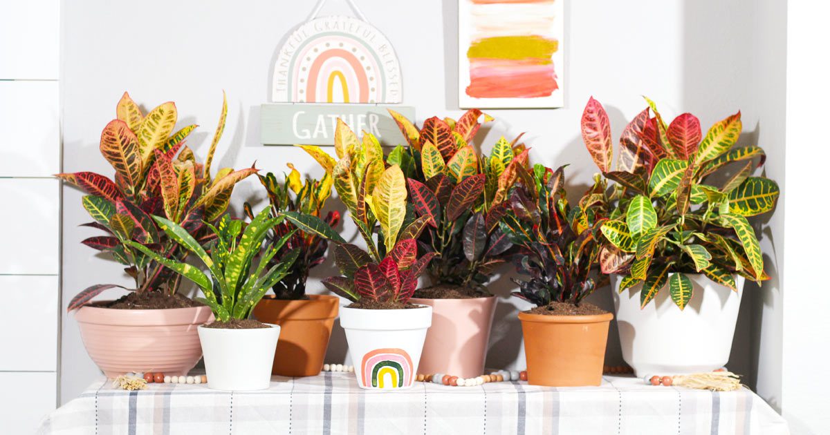 Grow Croton Plants for Year-Round Fall Foliage | Calloway’s