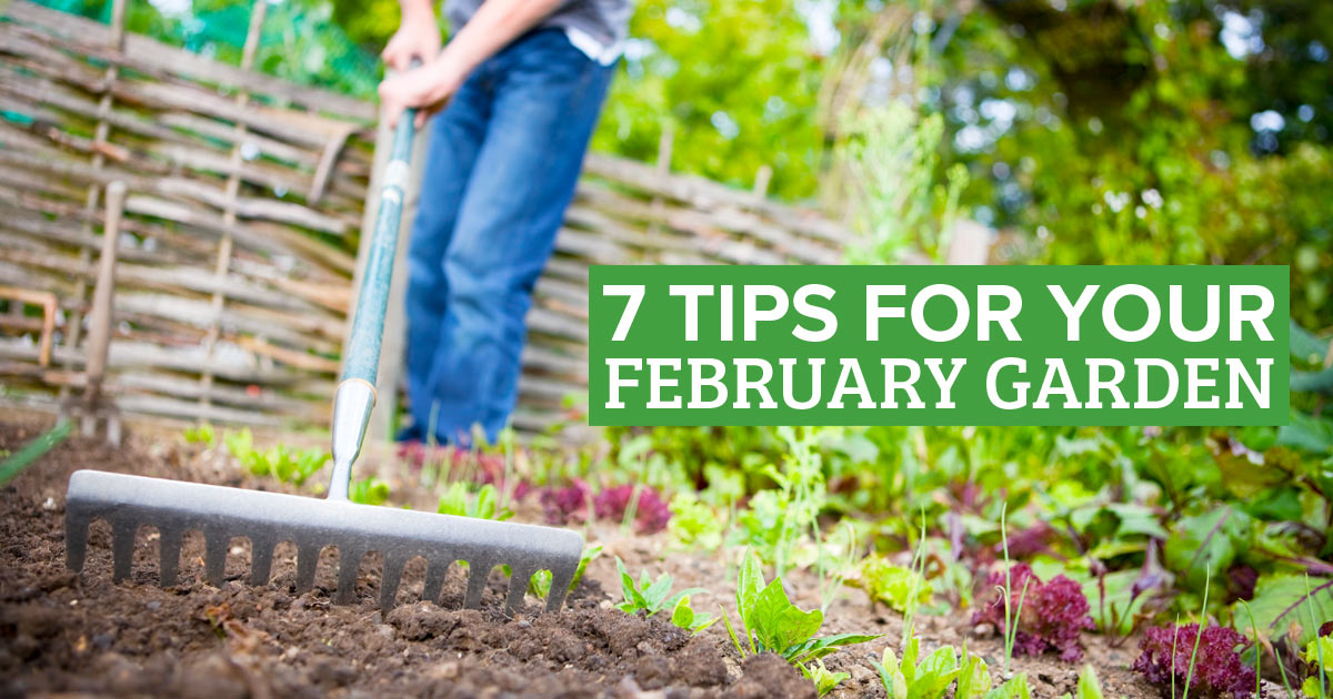 7 Tips for your February Garden | Calloway's Nursery