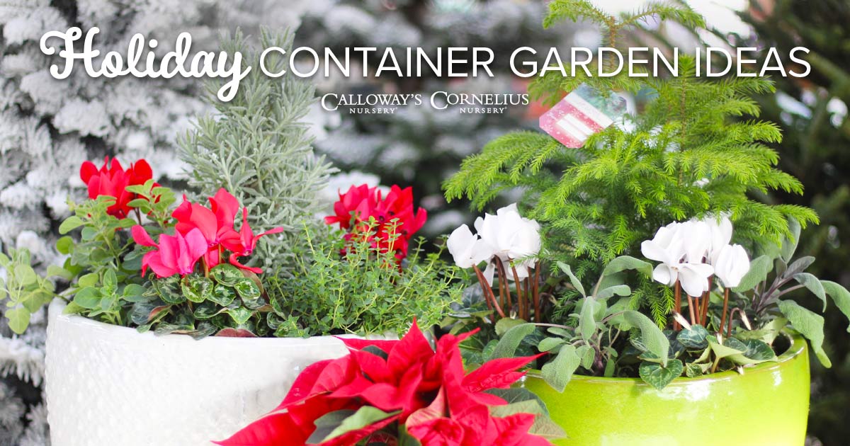 3 Holiday Container Garden Ideas | Calloway’s Nursery