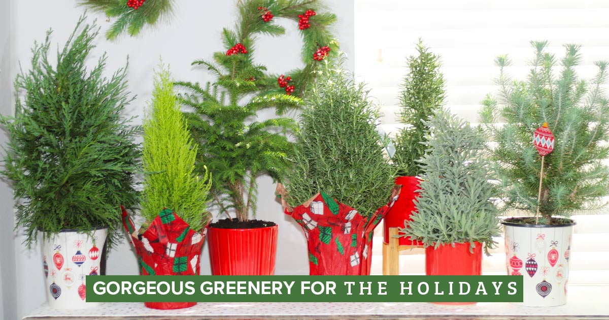 6 Fresh Christmas Greenery for the Holidays | Calloway’s Nursery