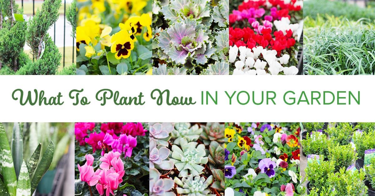 What To Plant Now In Your Garden | Calloway’s Nursery