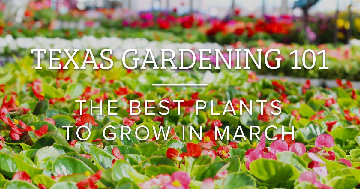 Texas Gardening 101: Best Plants to Grow in March