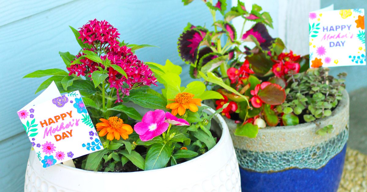 Container Gardening: The Perfect Mother’s Day Gift for Mom