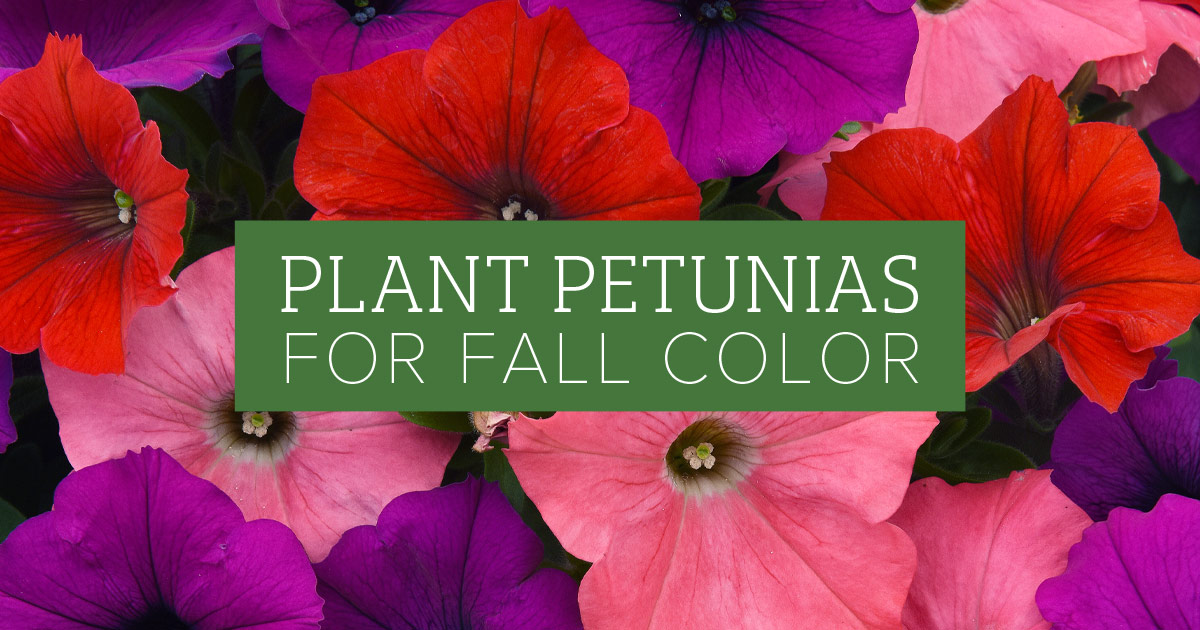 Plant Petunias for Fall Color | Calloway’s Nursery