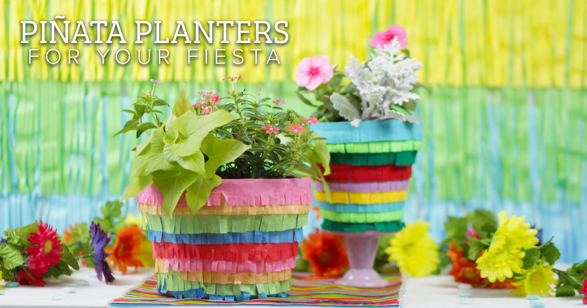 Pinata Planters for Your Fiesta | Calloway’s Nursery