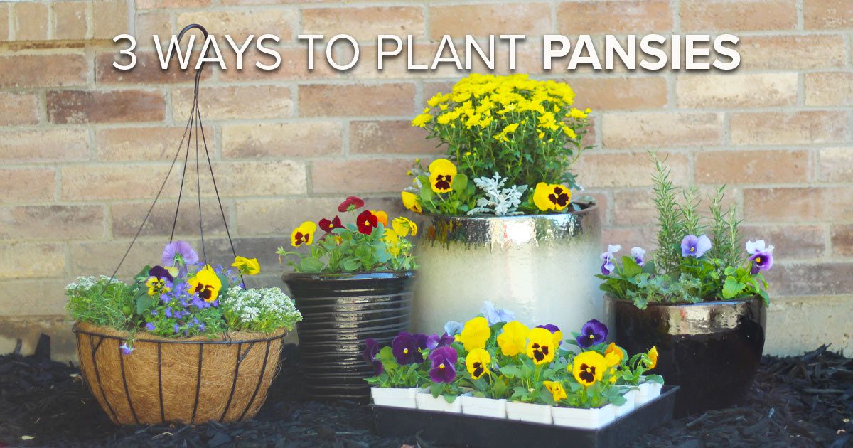 3 Ways to Plant and Care for Pansy Flowers | Calloway’s Nursery
