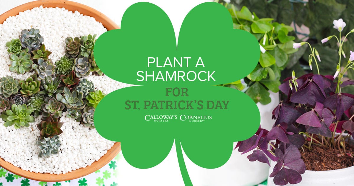 Plant a Shamrock for St. Patrick’s Day | Calloway’s Nursery