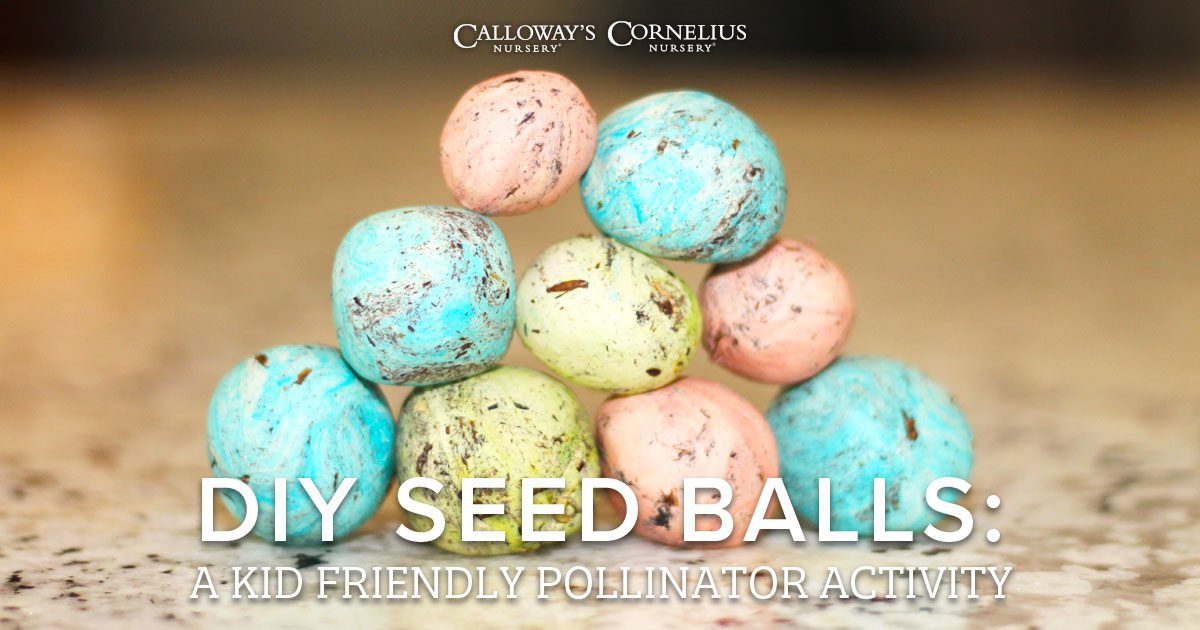 DIY Seed Balls: A Kid Friendly Pollinator Activity