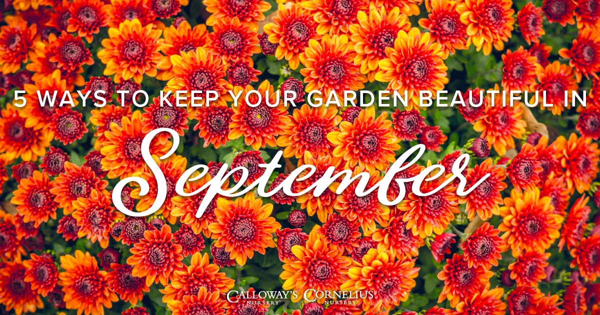 September Gardening Tips and To-Do List