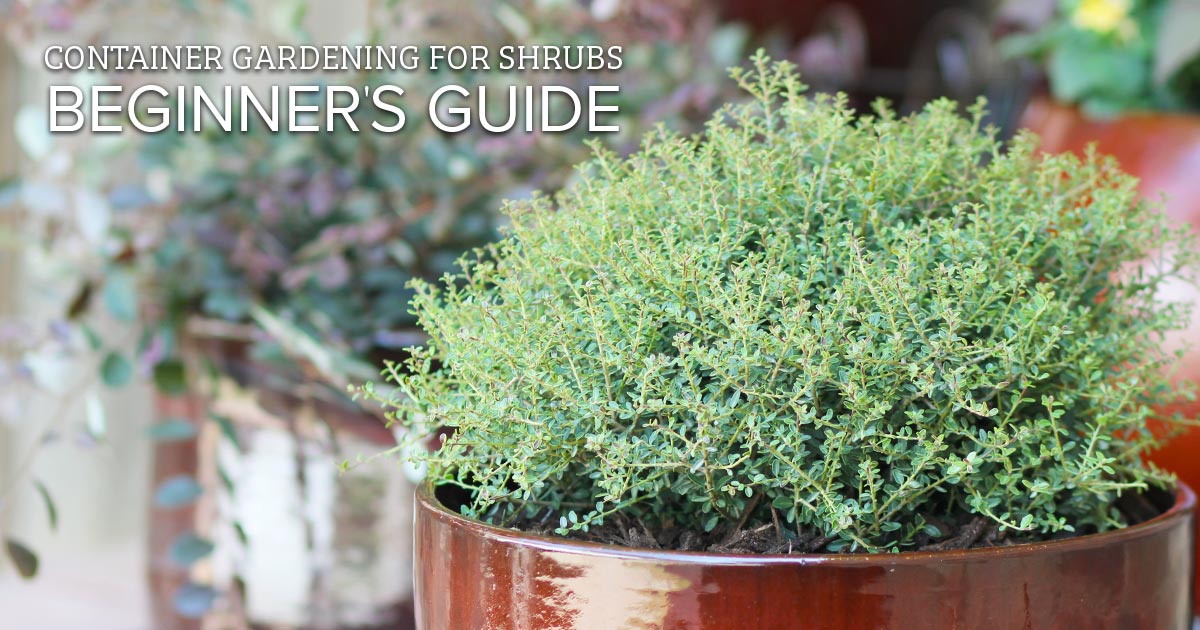 Container Gardening for Shrubs | Beginner's Guide