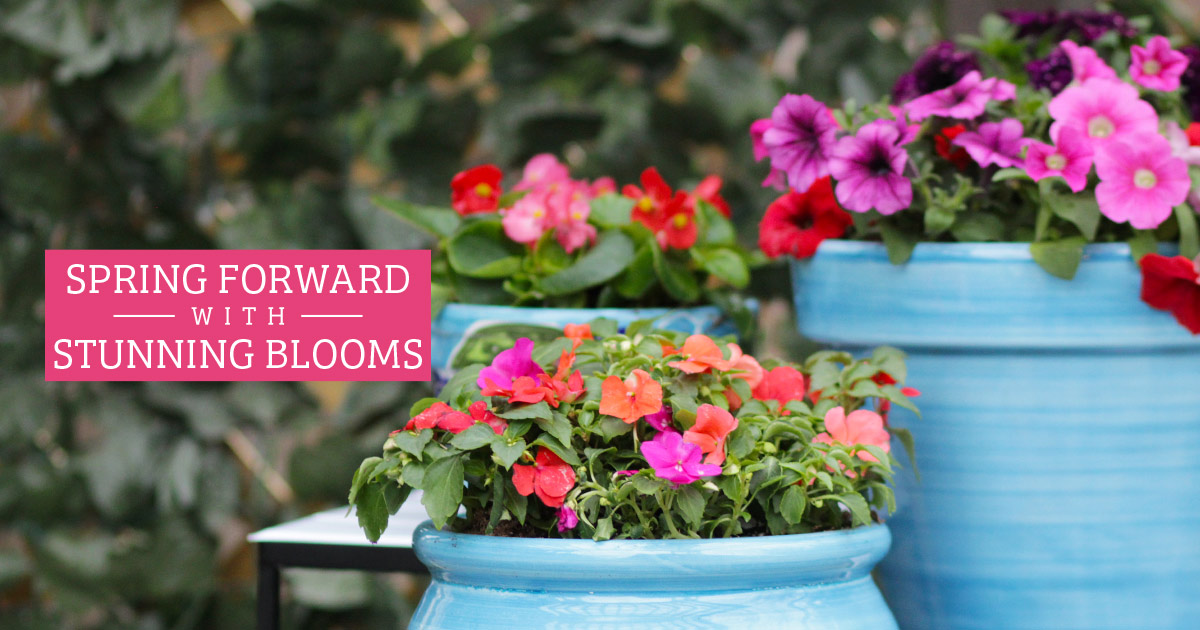 Spring Forward with Stunning Blooms | Calloway’s Nursery
