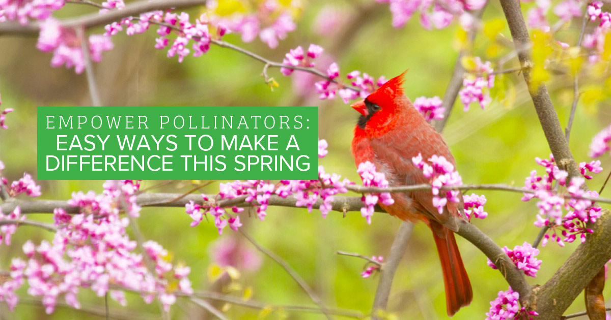 Easy Ways to Empower Spring Pollinators | Calloway’s Nursery