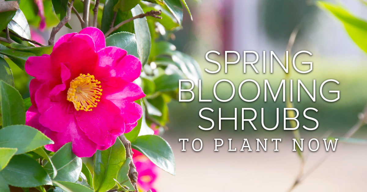 Spring Blooming Shrubs to Plant Now | Calloway’s Nursery