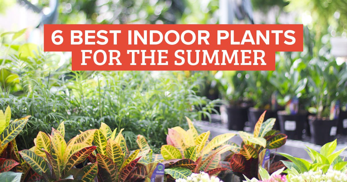 6 Best Indoor Plants for the Summer | Calloway’s Nursery