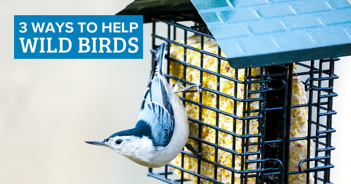 Three Ways to Support Wild Birds at Home | Calloway's Nursery