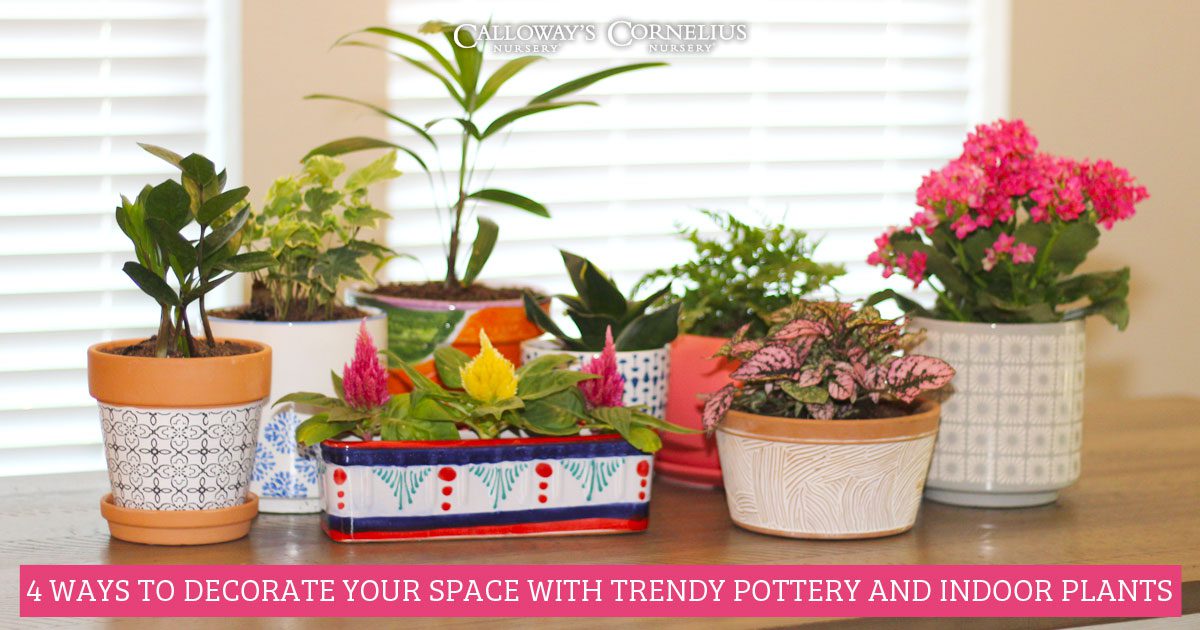 4 Ways to Decorate With Trendy Pottery & Indoor Plants | Calloway’s Nursery