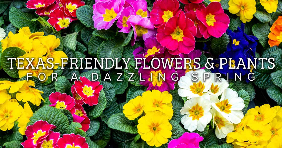 Texas-Friendly Plants for a Dazzling Spring | Calloway’s Nursery