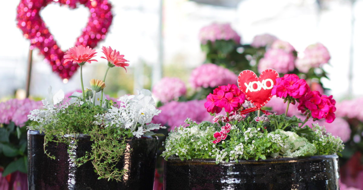 DIY Container Gardens for Valentine's Day | Calloway’s Nursery