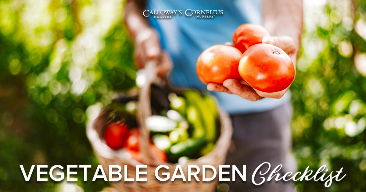 Planting Vegetables: Texas Vegetable Garden Checklist | Calloway’s Nursery