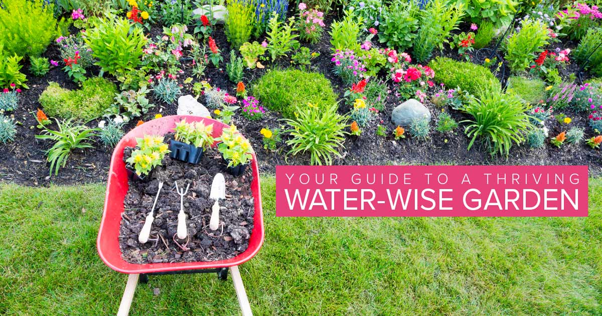 Your Guide to a Thriving Water-Wise Garden | Calloway’s Nursery