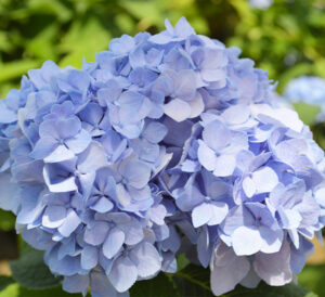 Nantucket Blue™ Hydrangea Flower Plant | Calloway's Nursery