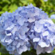 Nantucket Blue™ Hydrangea Flower Plant | Calloway's Nursery