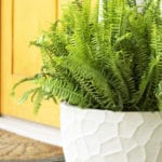 All About Kimberly Queen Ferns | Calloway’s Nursery
