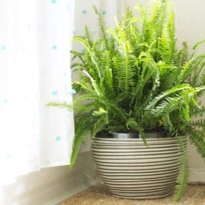 All About Kimberly Queen Ferns | Calloway’s Nursery