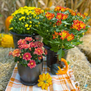 6 Fall Plants to Grow Now | Calloway’s Nursery