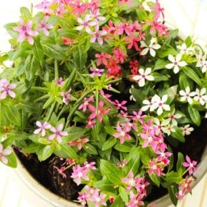 Vinca Love: How-To Plant Soiree® Kawaii Catharanthus | Calloway's