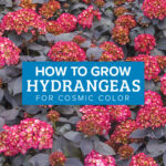 How to Grow Hydrangeas for Cosmic Color | Calloway’s Nursery