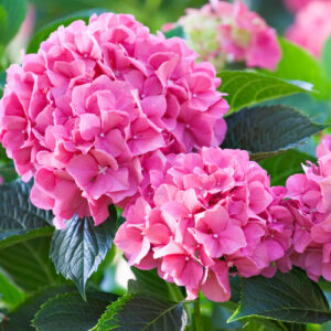 How to Grow Hydrangeas for Cosmic Color